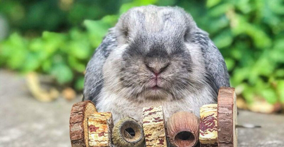 The Best Rabbit Toys For Your Bunny Bestie