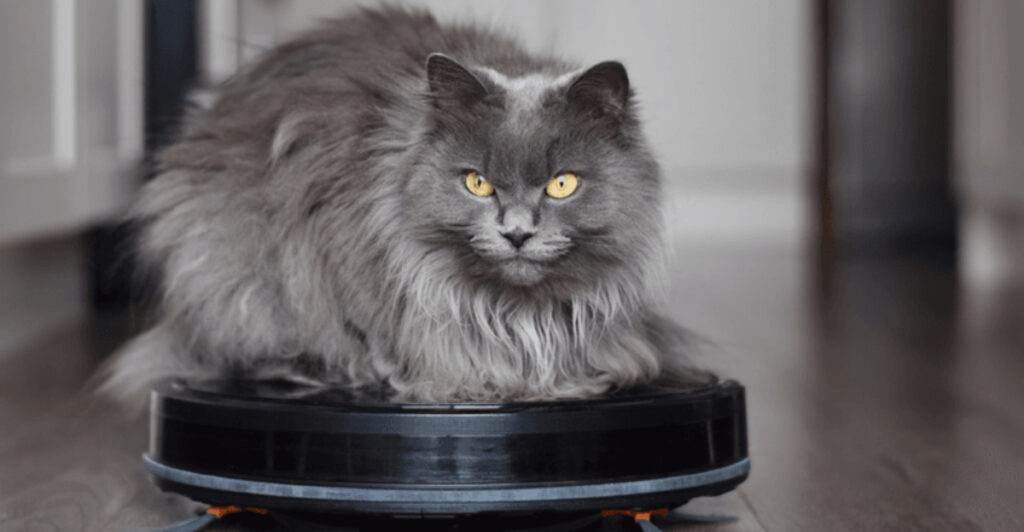 The Evolution Of House Cats: How They Became Domesticated