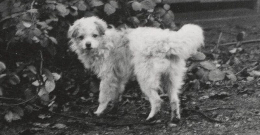 The Forgotten Fluffy Breed: 15 Wild Facts About The Extinct Woolly Dog