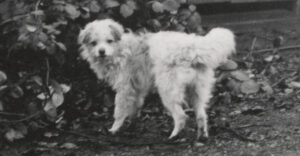 The Forgotten Fluffy Breed: 15 Wild Facts About The Extinct Woolly Dog