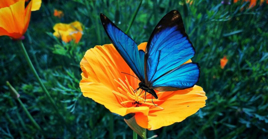 The Hidden Symbolism Behind These 15 Stunning Butterfly Colors