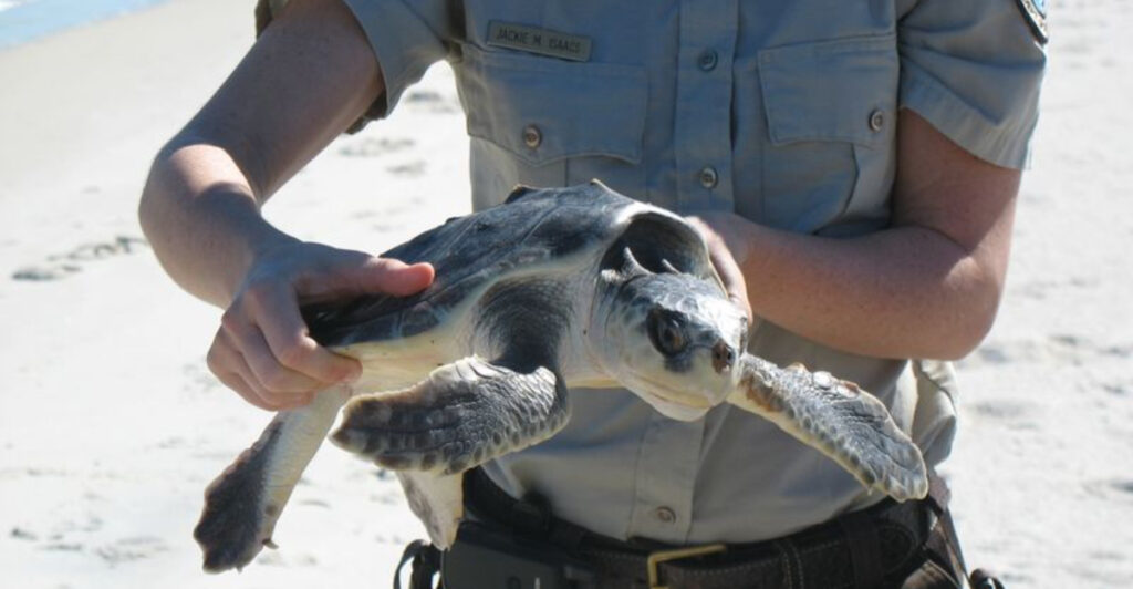 The Kemp’s Ridley Sea Turtle Needs Our Help Or It May Disappear In 2025