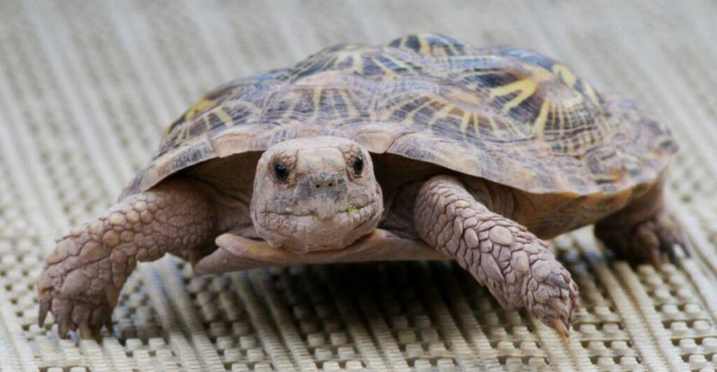 25 Facts About The Ultimate Chillers Aka Sloths