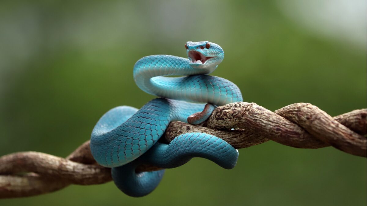 The World’s 14 Most Remarkable Blue Snakes