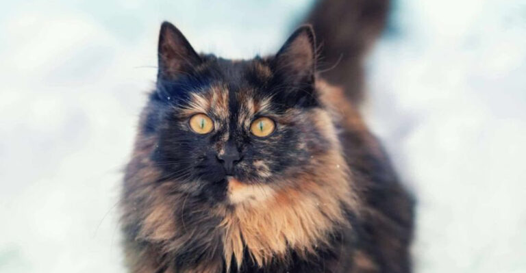 These Are The 14 Rarest Cat Colors And Patterns