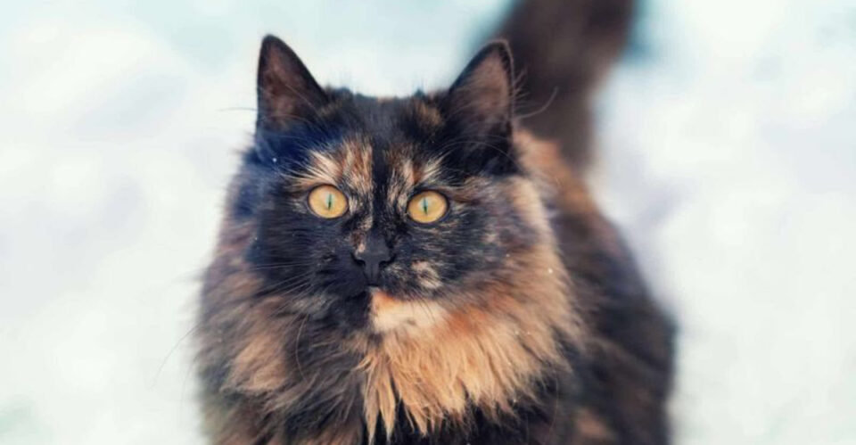 These Are The 14 Rarest Cat Colors And Patterns