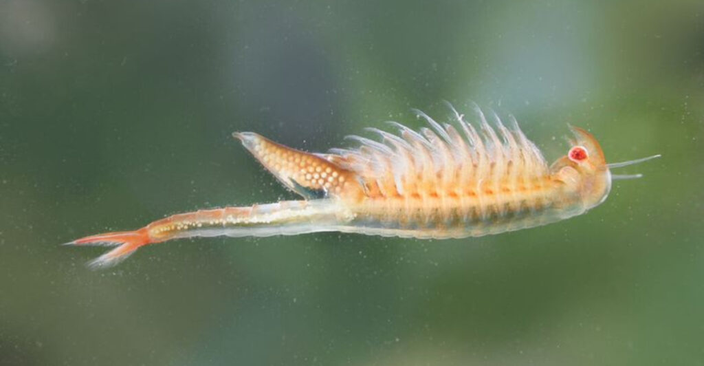 These Are The 16 Smallest Crustaceans Ever Spotted In The U.S.