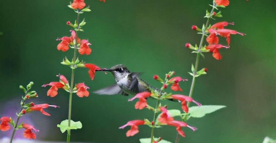 These Are The Best Ways To Feed Hummingbirds In Your Yard