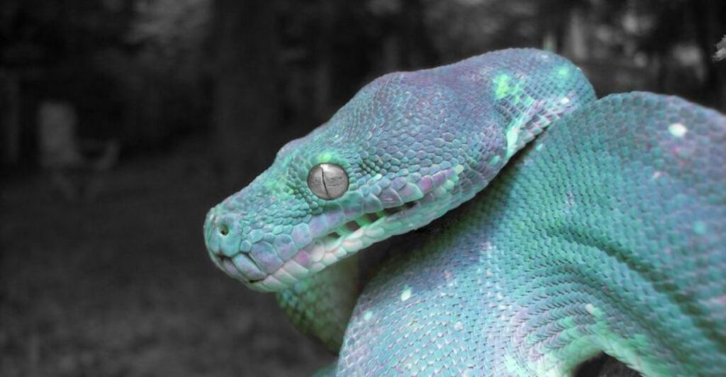 These Are The Most Expensive Snakes In The World