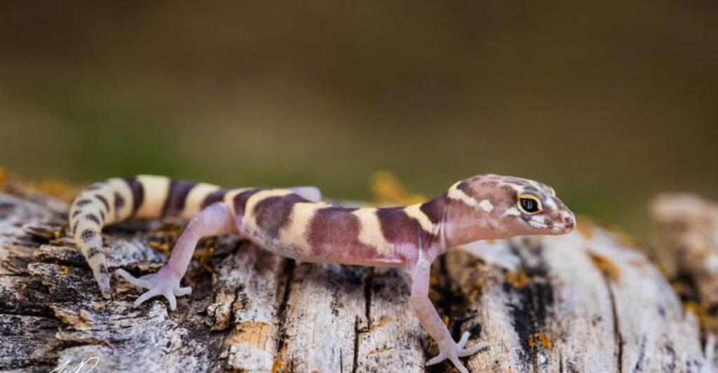 These Are The Smallest Lizards Ever Spotted In The U.S.