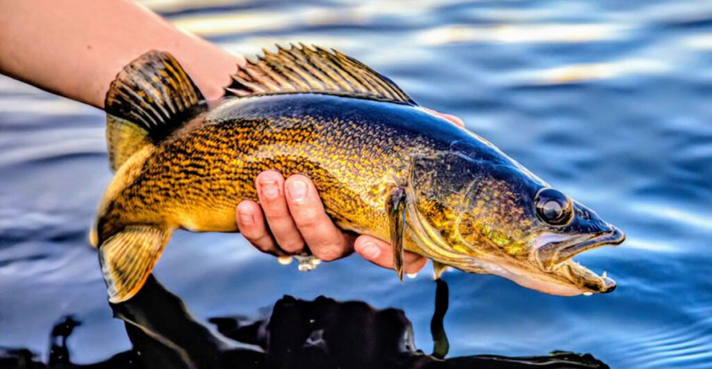 This U.S. Lake Holds The Record For The Most Fish Species