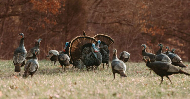 Top 12 U.S. States With The Highest Wild Turkey Populations