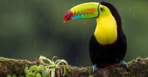 Top 19 Most Colorful Animals In The World