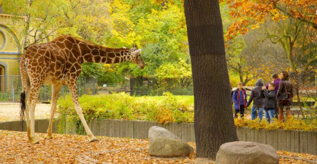 Top 19 Zoos With The Most Species In The World