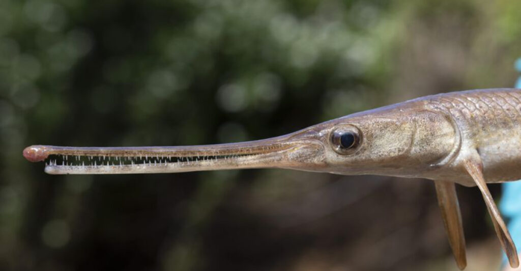 Top 8 Gar Fish Species For Your Aquarium (If You Are Up For A Challenge)