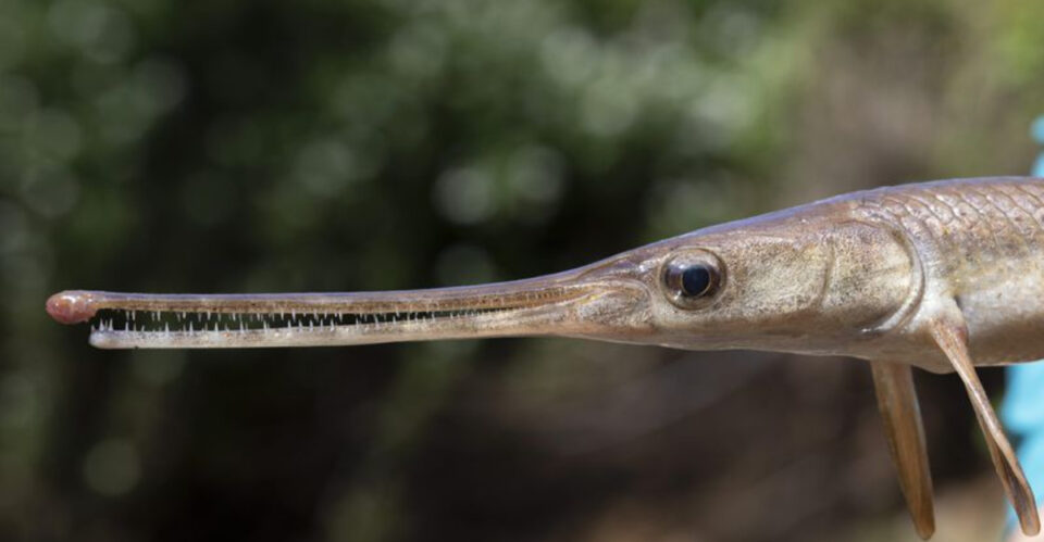 Top 8 Gar Fish Species For Your Aquarium (If You Are Up For A Challenge)