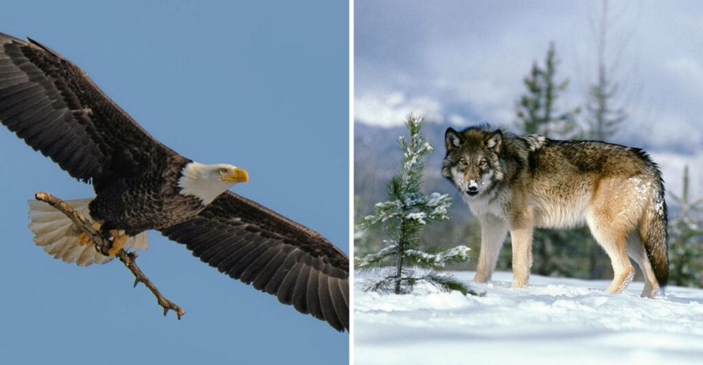 U.S. Animals That Are Protected By Law (And Why)