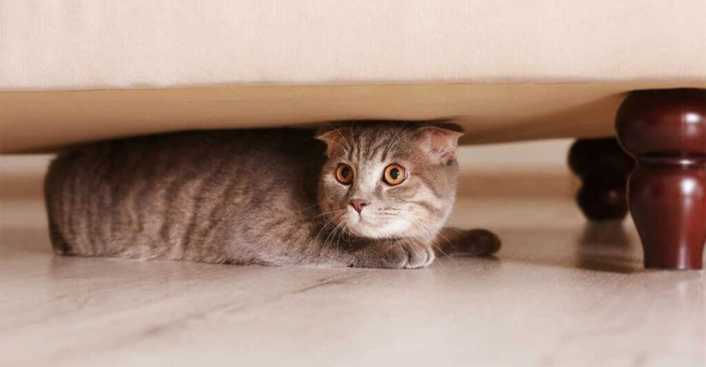 Understanding Your Cat’s Anxiety: 8 Triggers And 8 Calming Tips