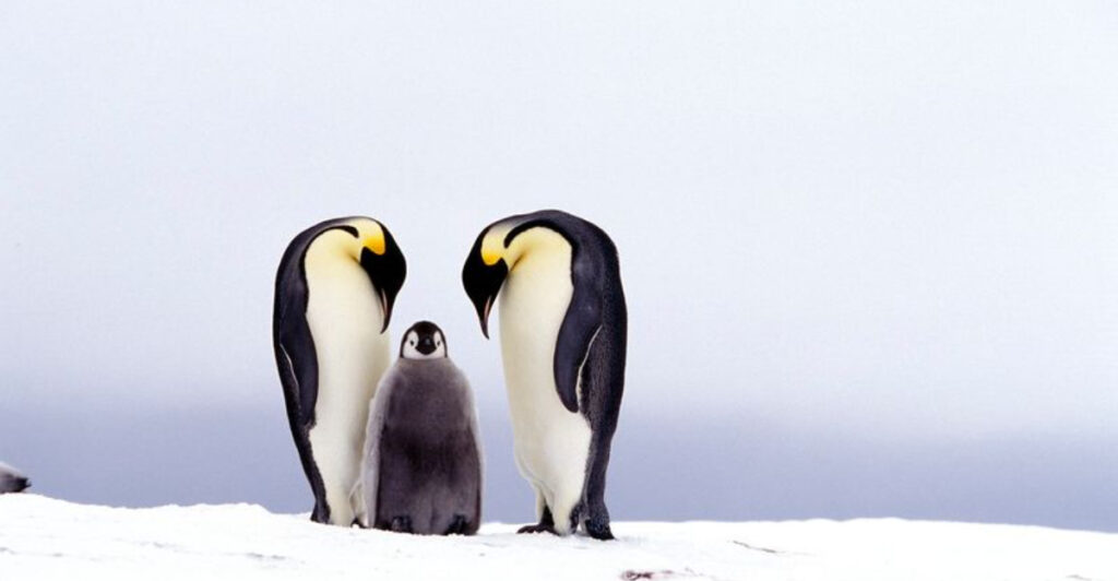 Waddle Into World Penguin Day With These 12 Penguin Parenting Habits