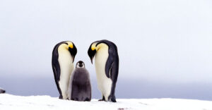 Waddle Into World Penguin Day With These 12 Penguin Parenting Habits