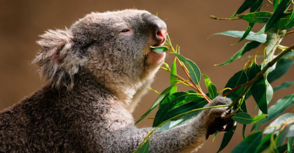Ways Koalas Adapt To Australia's Harsh Climate This National Wild Koala Day