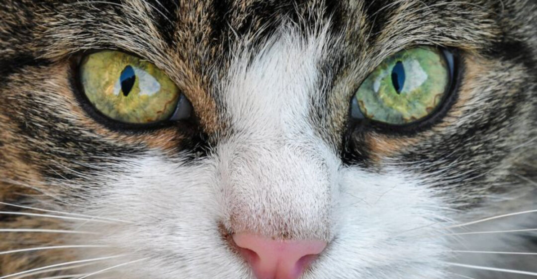 What Colors Can Cats See? Unveiling The Mystery Of Feline Vision