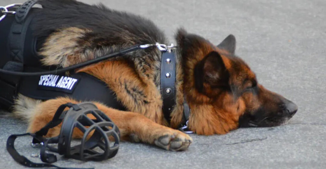 What Happens To Working Animals When Their Service Ends