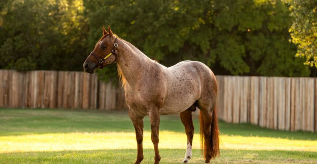 What Makes The American Quarter Horse So Popular