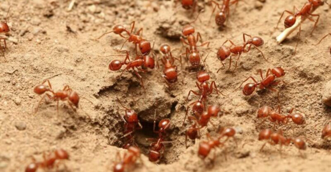 What To Do If You Step On A Fire Ant Nest?
