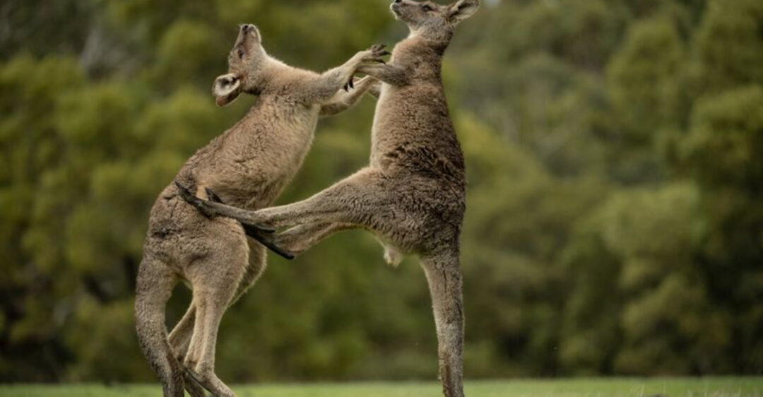 Why Kangaroos Box Each Other? 12 Surprising Reasons
