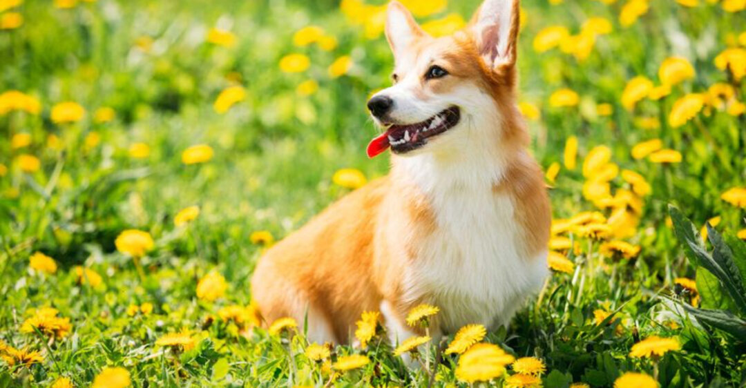 Why Ohio Loves Corgis (And 15 Other Most Popular Dog Breeds)