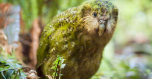 Why The Kakapo Parrot Is The World’s Rarest And Most Unique Bird