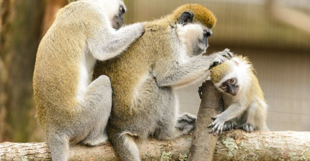 Wild Monkey Behaviors Scientists Still Don’t Fully Understand