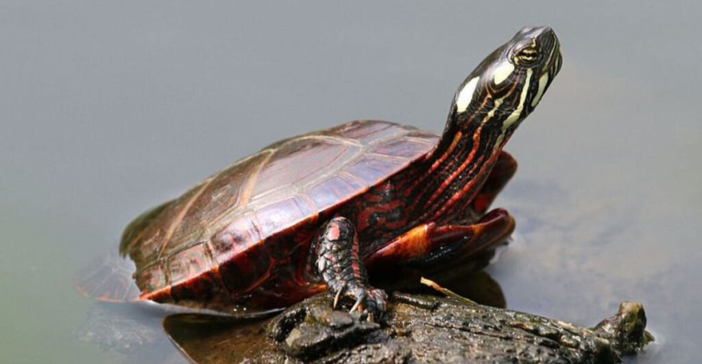 Winter Wonders: 20 Animals That Freeze Then Thaw Unharmed Every Spring