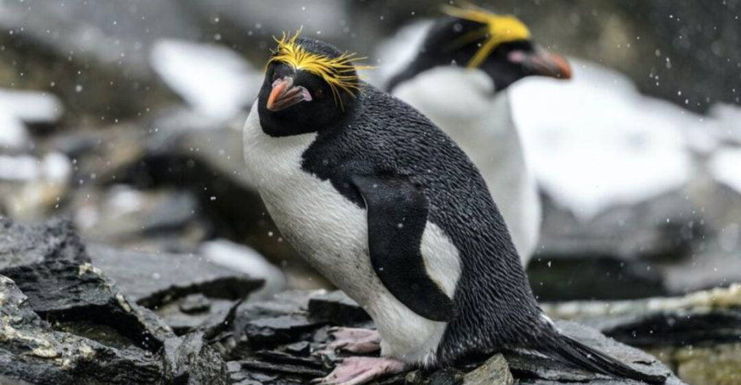 World Penguin Day Just Landed - Penguin Species That Rule The Icy World