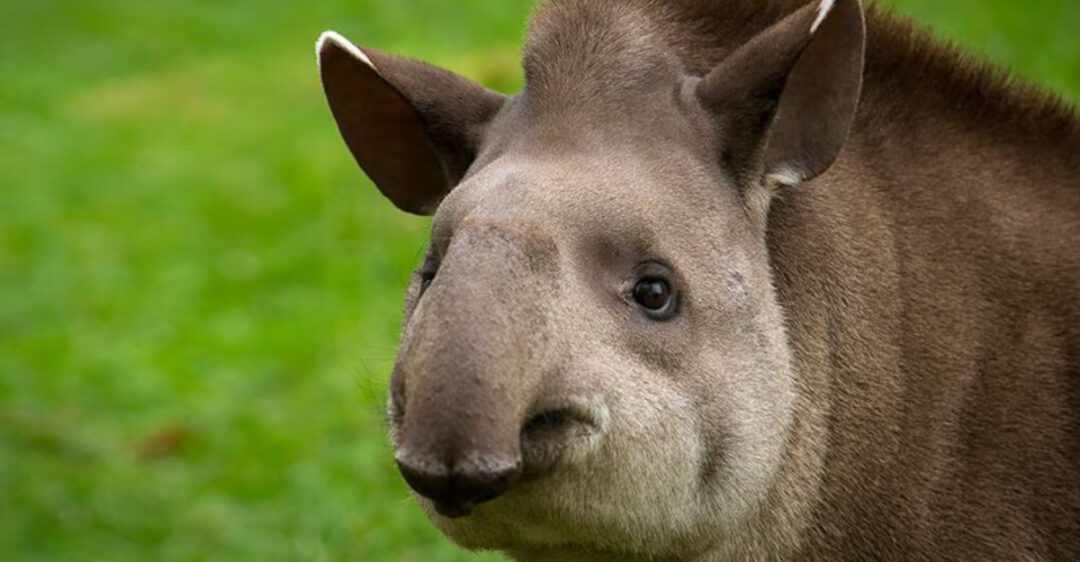 World Tapir Day Is Here—Let’s Uncover The Secret Life Of The Tapir’s Snout