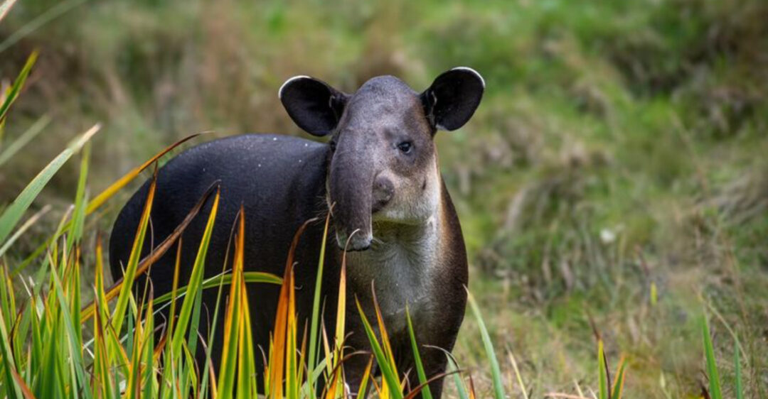 World Tapir Day Is Here: Let’s Compare All Tapir Species And What Makes ...
