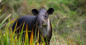 World Tapir Day Is Here: Let’s Compare All Tapir Species And What Makes ...