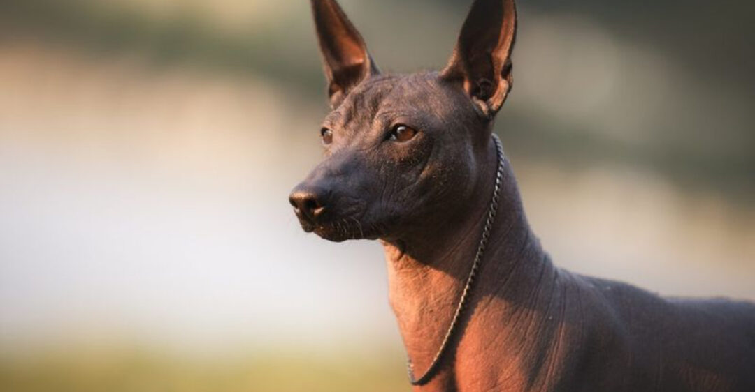 Xoloitzcuintli 101: Fascinating Facts About the Mexican Hairless Dog