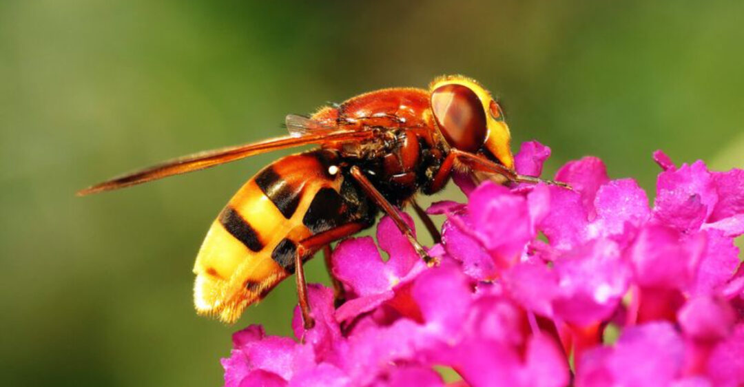 You Might Not Know It, But This Insect Can Do Wonders For Your Garden
