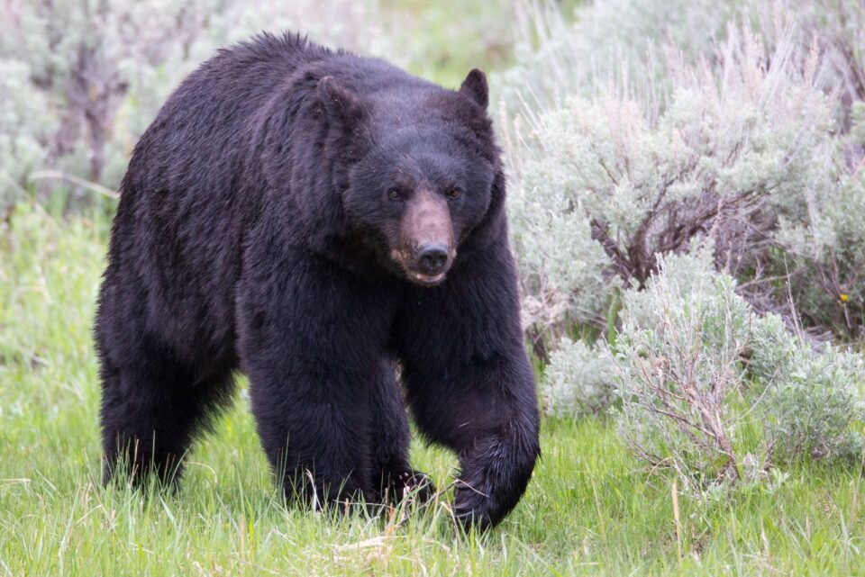 The Biggest Bears Ever Seen In Each U.S. State