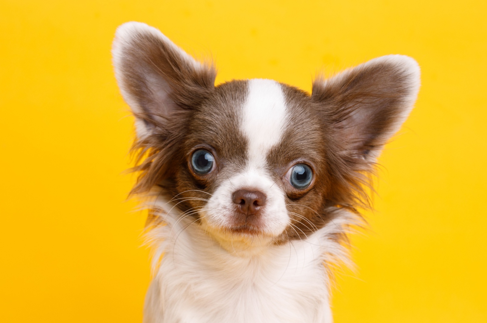 18 Gorgeous Dog Breeds With Mesmerizing Blue Eyes