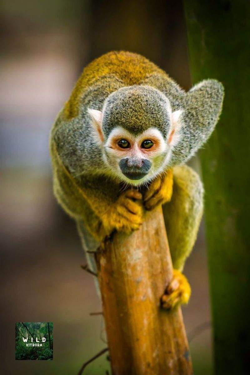 16 Adorably Cheery Animals That Seem To Be Smiling Nonstop