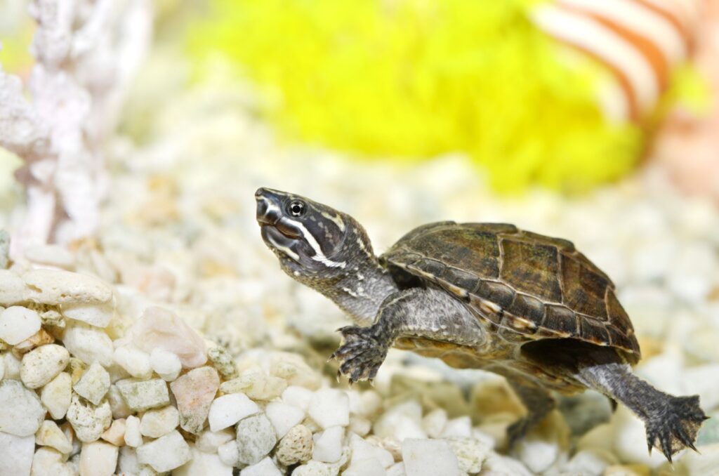 12 Land Turtles That Make Perfect Pets (And 3 Water Turtles You'll Love)