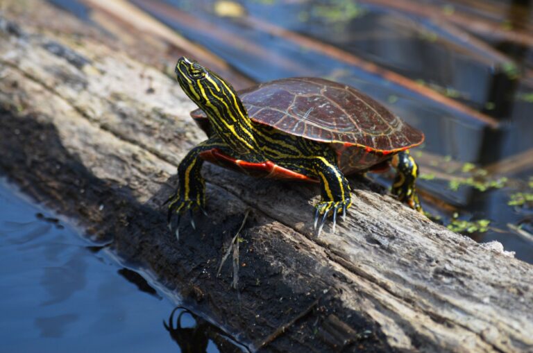 12 Land Turtles That Make Perfect Pets (And 3 Water Turtles You'll Love)