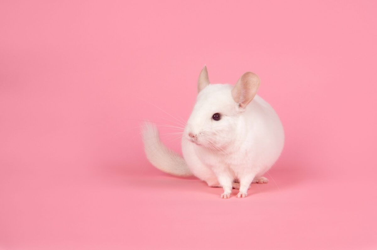 Different Types Of Chinchillas (And Their Characteristics)