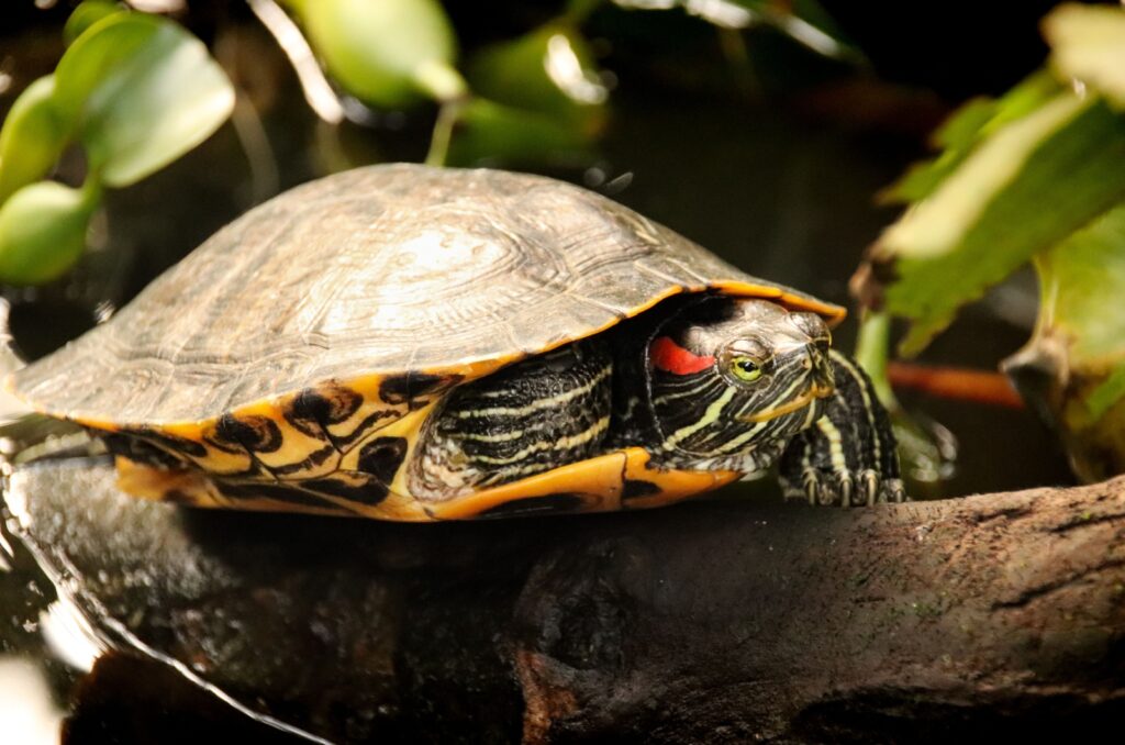 12 Land Turtles That Make Perfect Pets (And 3 Water Turtles You'll Love)