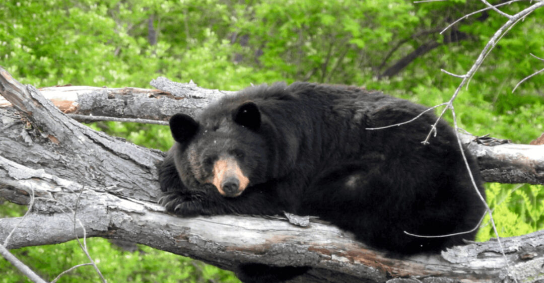 The Biggest Bears Ever Seen In Each U.S. State