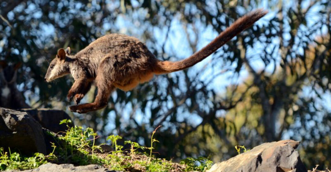 10 Animals That Can Fly Without Wings (And 5 That Struggle Even With Them)