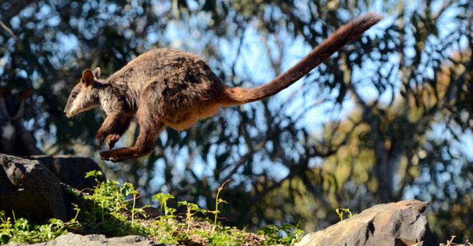 15 Fastest Flying Animals In The World Ranked